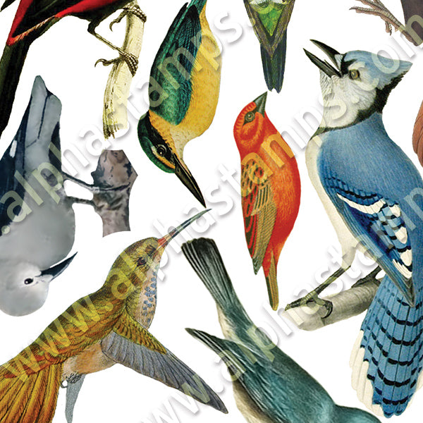 Birds Collage Sheet | Alpha Stamps