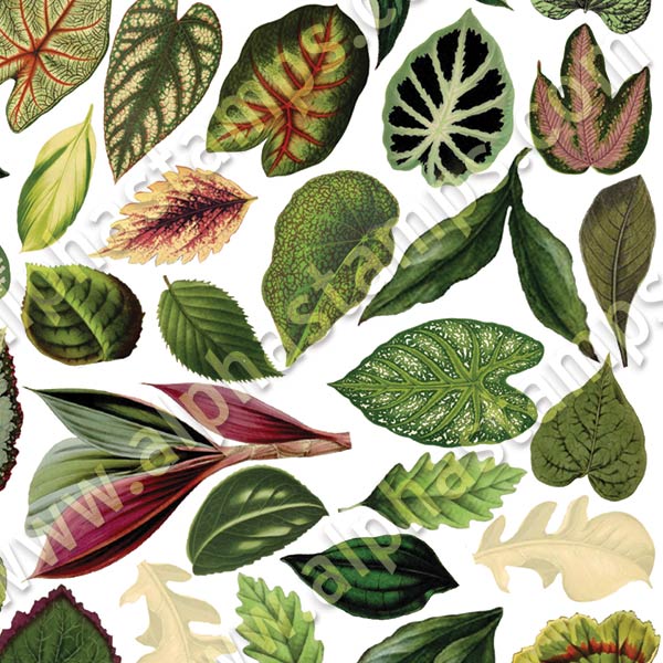 Leaves Collage Sheet | Alpha Stamps