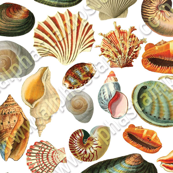 Sea Shells Collage Sheet | Alpha Stamps