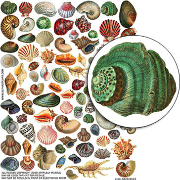 Sea Shells Collage Sheet | Alpha Stamps