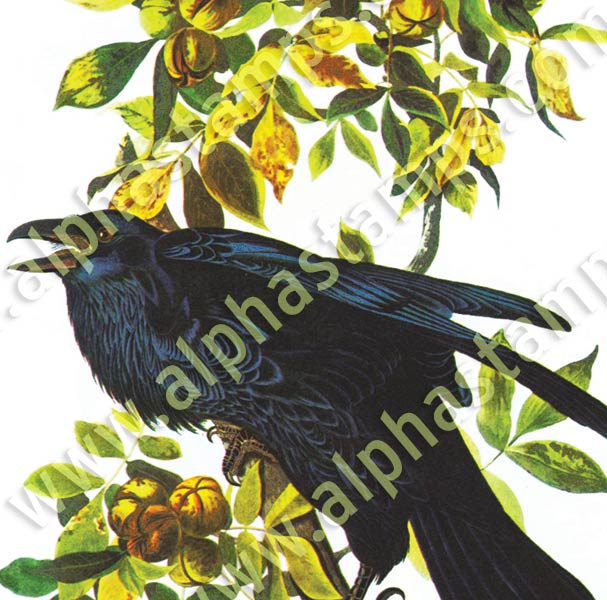 Crows #1 Collage Sheet | Alpha Stamps